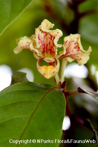 NParks | Mitrephora maingayi