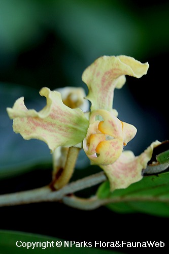 NParks | Mitrephora maingayi