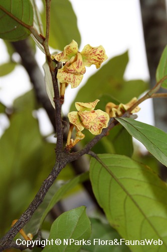 NParks | Mitrephora maingayi