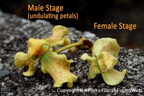 NParks | Mitrephora maingayi