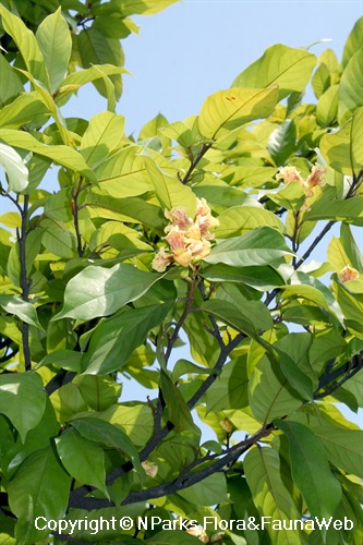 NParks | Mitrephora maingayi