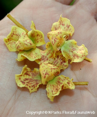 NParks | Mitrephora maingayi