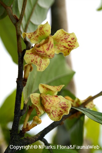 NParks | Mitrephora maingayi