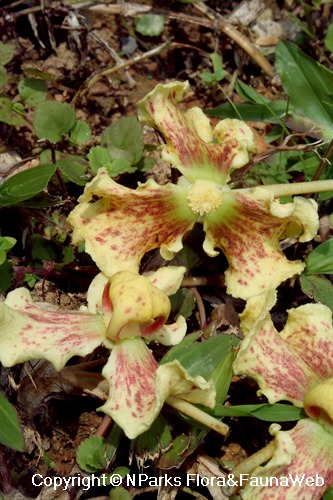 NParks | Mitrephora maingayi