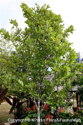 NParks | Mitrephora maingayi