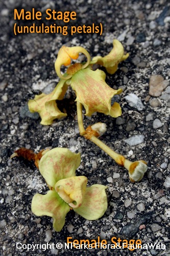 NParks | Mitrephora maingayi