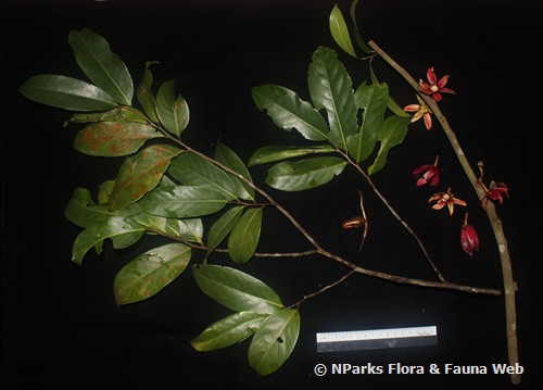NParks | Monoon sclerophyllum