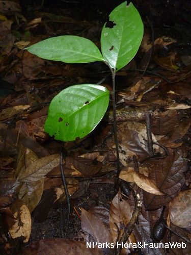 NParks | Monoon sclerophyllum