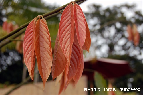 NParks | Polyalthia stenopetala