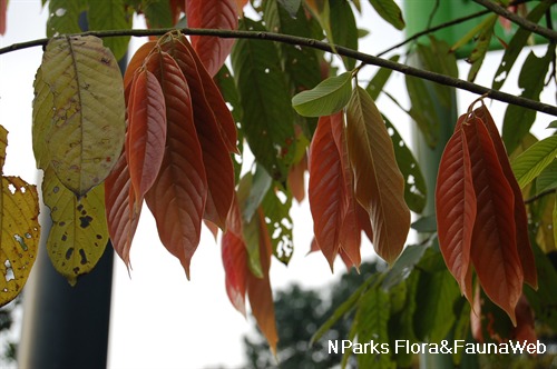 NParks | Polyalthia stenopetala