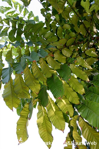 NParks | Pometia pinnata