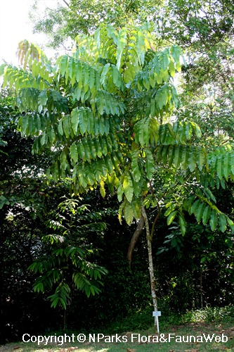 NParks | Pometia pinnata