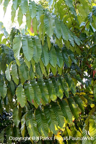 NParks | Pometia pinnata