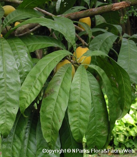 NParks | Pouteria caimito