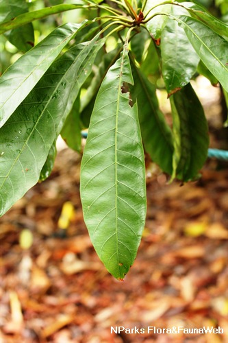 NParks | Pouteria campechiana