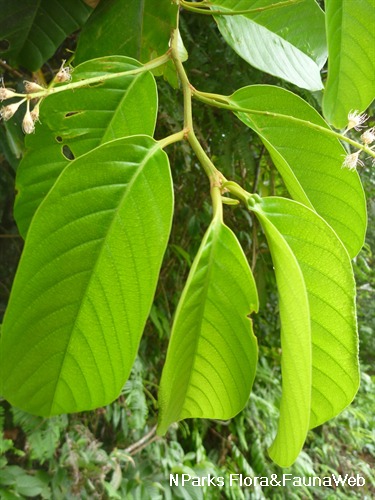 NParks | Prunus polystachya