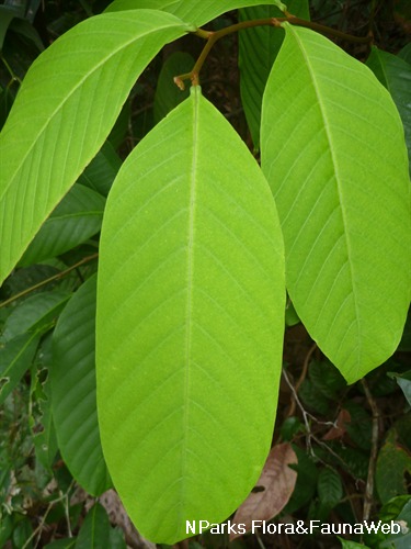 NParks | Prunus polystachya