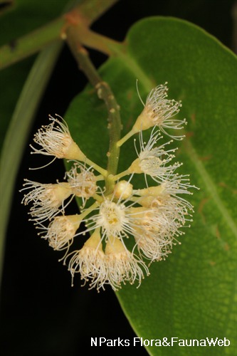 NParks | Prunus polystachya