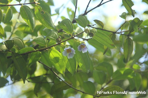 NParks | Pternandra echinata