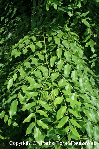 NParks | Pterocarpus indicus 'Pendula'