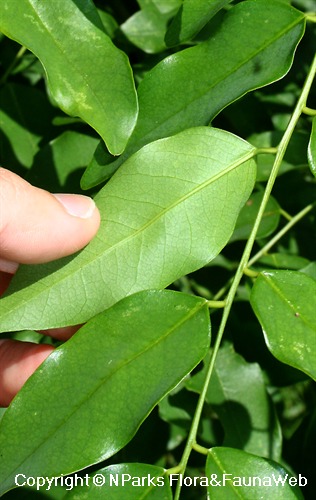 NParks | Pterocarpus indicus 'Pendula'