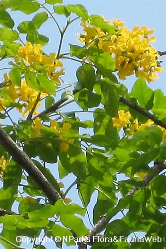 NParks | Pterocarpus indicus 'Pendula'