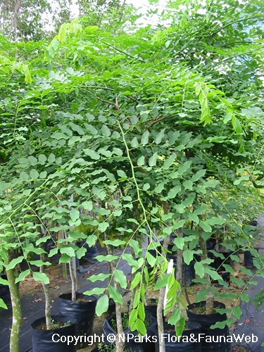 NParks | Pterocarpus indicus 'Pendula'