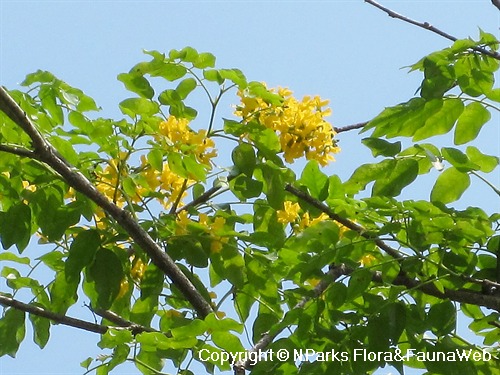 NParks | Pterocarpus indicus 'Pendula'
