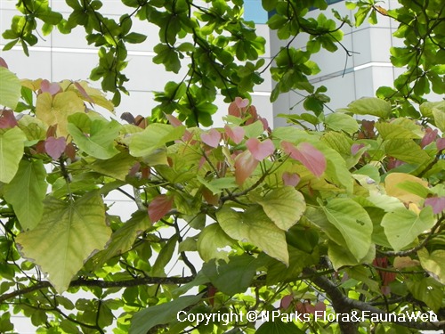 NParks | Pterygota alata
