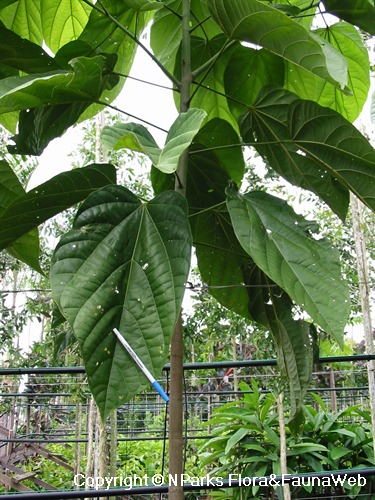 NParks | Pterygota alata