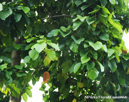 NParks | Pterygota alata