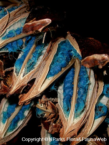 NParks | Ravenala madagascariensis