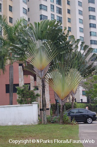 NParks | Ravenala madagascariensis