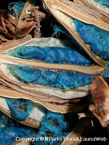 NParks | Ravenala madagascariensis