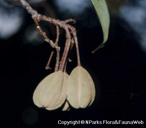 NParks | Reevesia thyrsoidea