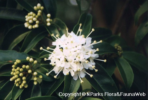 NParks | Citrus × microcarpa