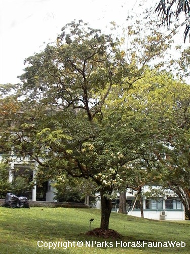 NParks | Reevesia thyrsoidea