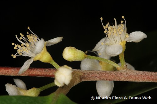 NParks | Rhodamnia cinerea