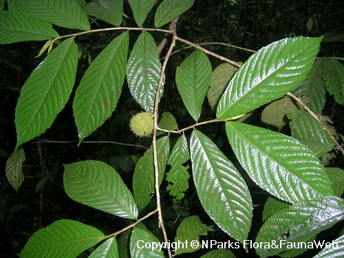 NParks | Rinorea anguifera