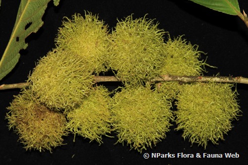 NParks | Rinorea anguifera