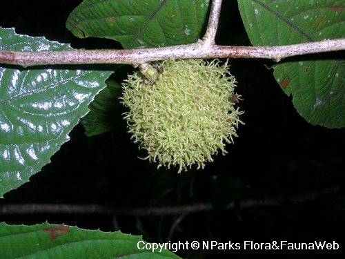 NParks | Rinorea anguifera