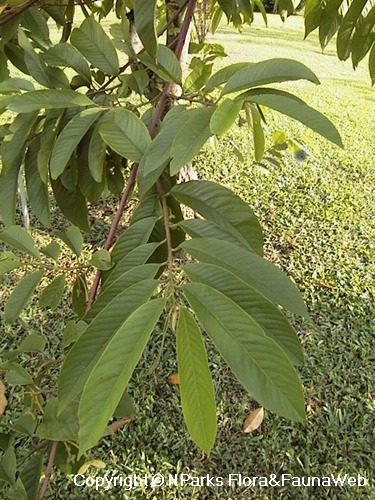 NParks | Annona mucosa