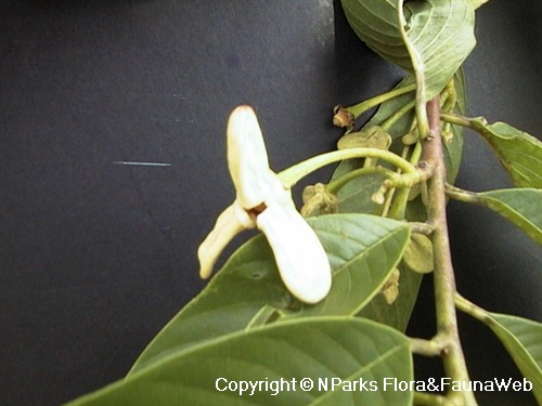 Annona Reticulata Flower