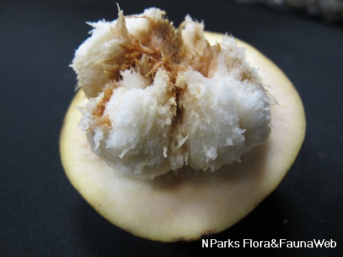 NParks | Sandoricum koetjape