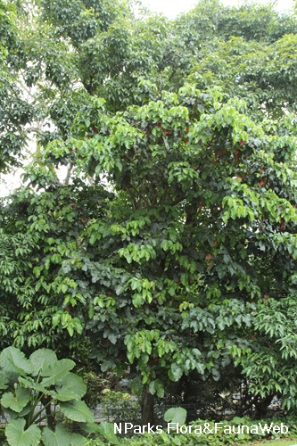 NParks | Sandoricum koetjape
