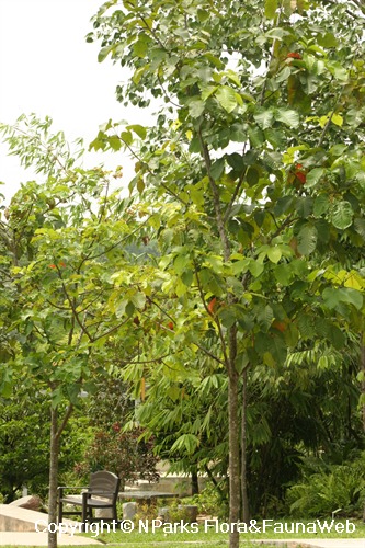NParks | Sandoricum koetjape