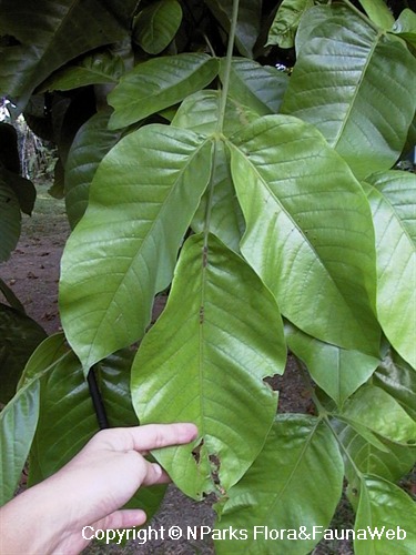 NParks | Sandoricum koetjape