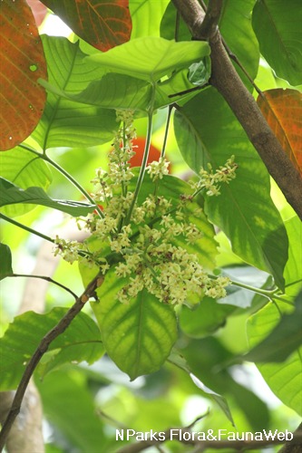 NParks | Sandoricum koetjape