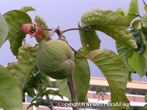 NParks | Sandoricum koetjape
