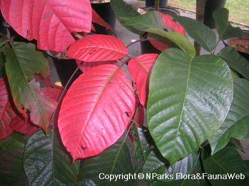 NParks | Sandoricum koetjape